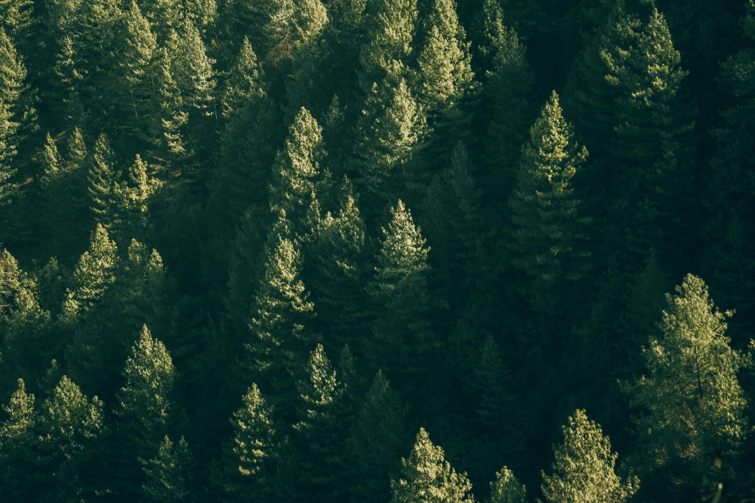 Smart Forestry with Geospatial Analytics | Rezatec